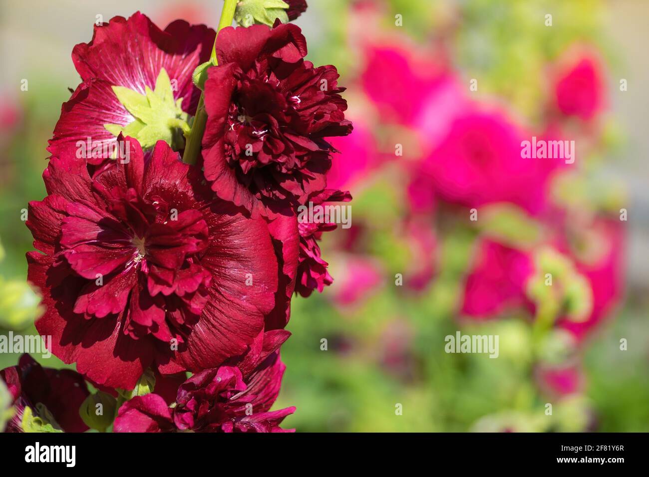 Purple mallow in sunny day on a blurred background Stock Photo - Alamy