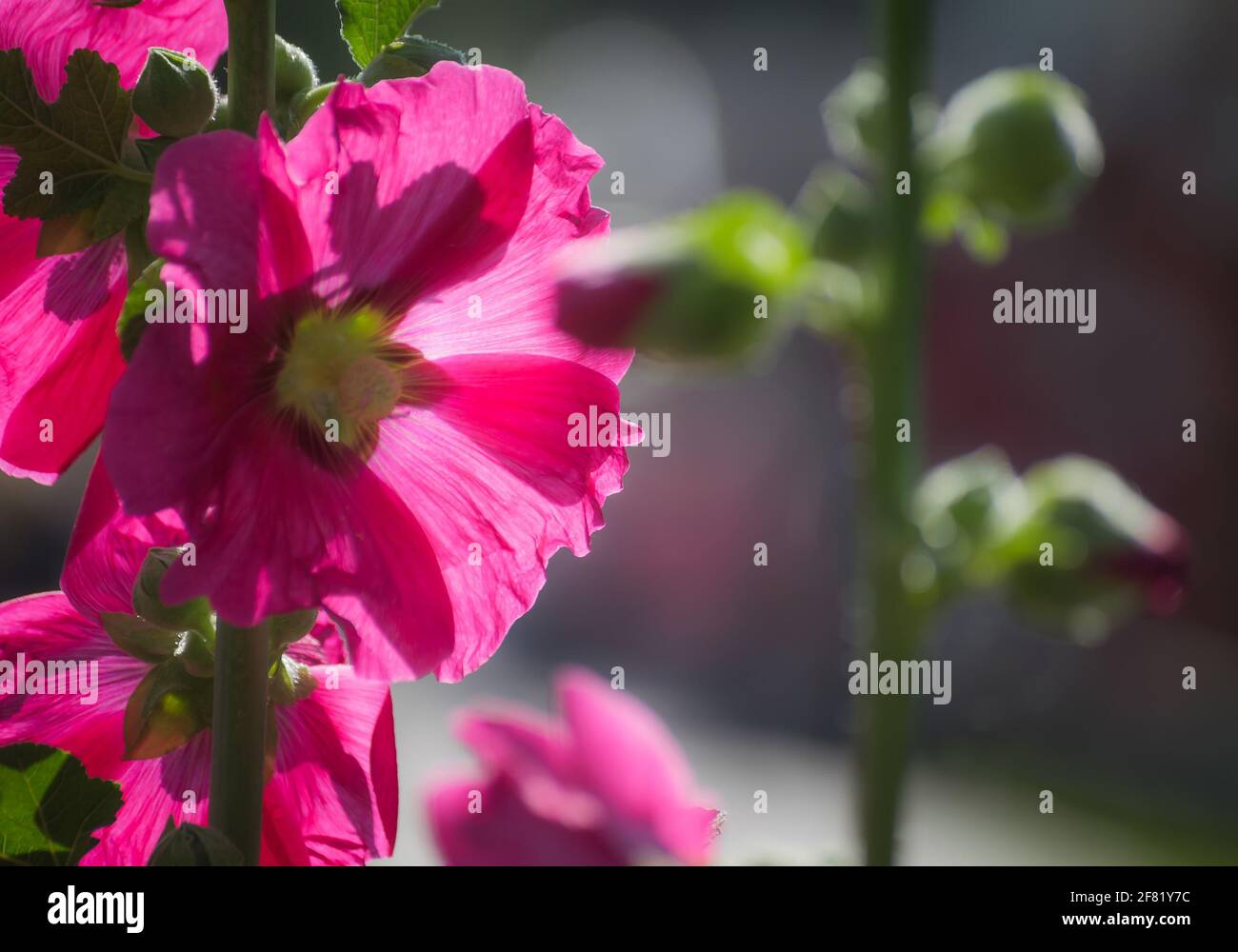 Purple mallow in sunny day on a blurred background Stock Photo - Alamy