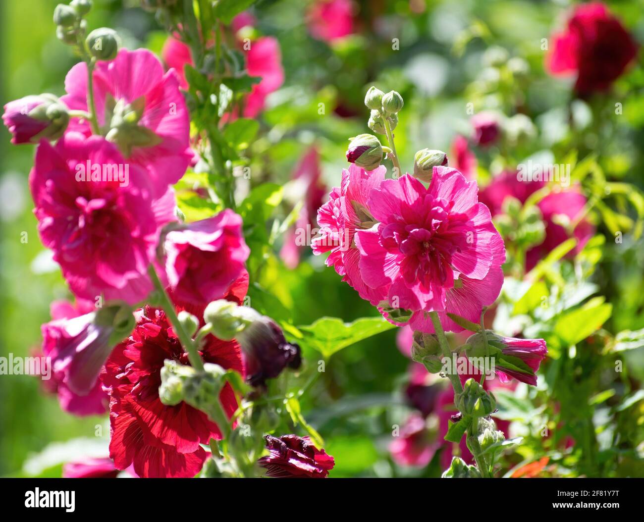Purple mallow in sunny day on a blurred background Stock Photo - Alamy