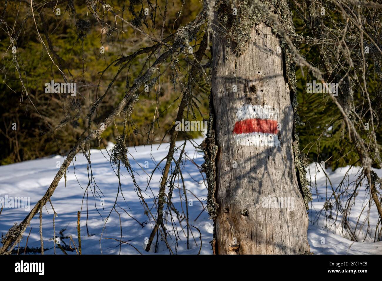 Wood tree design guide with nature landscape landscape hi-res stock ...
