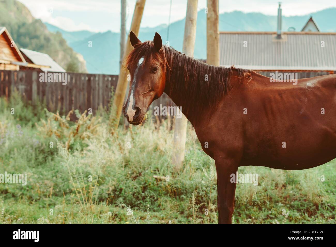 Beautiful horse ranch with sunset Stock Photo - Alamy