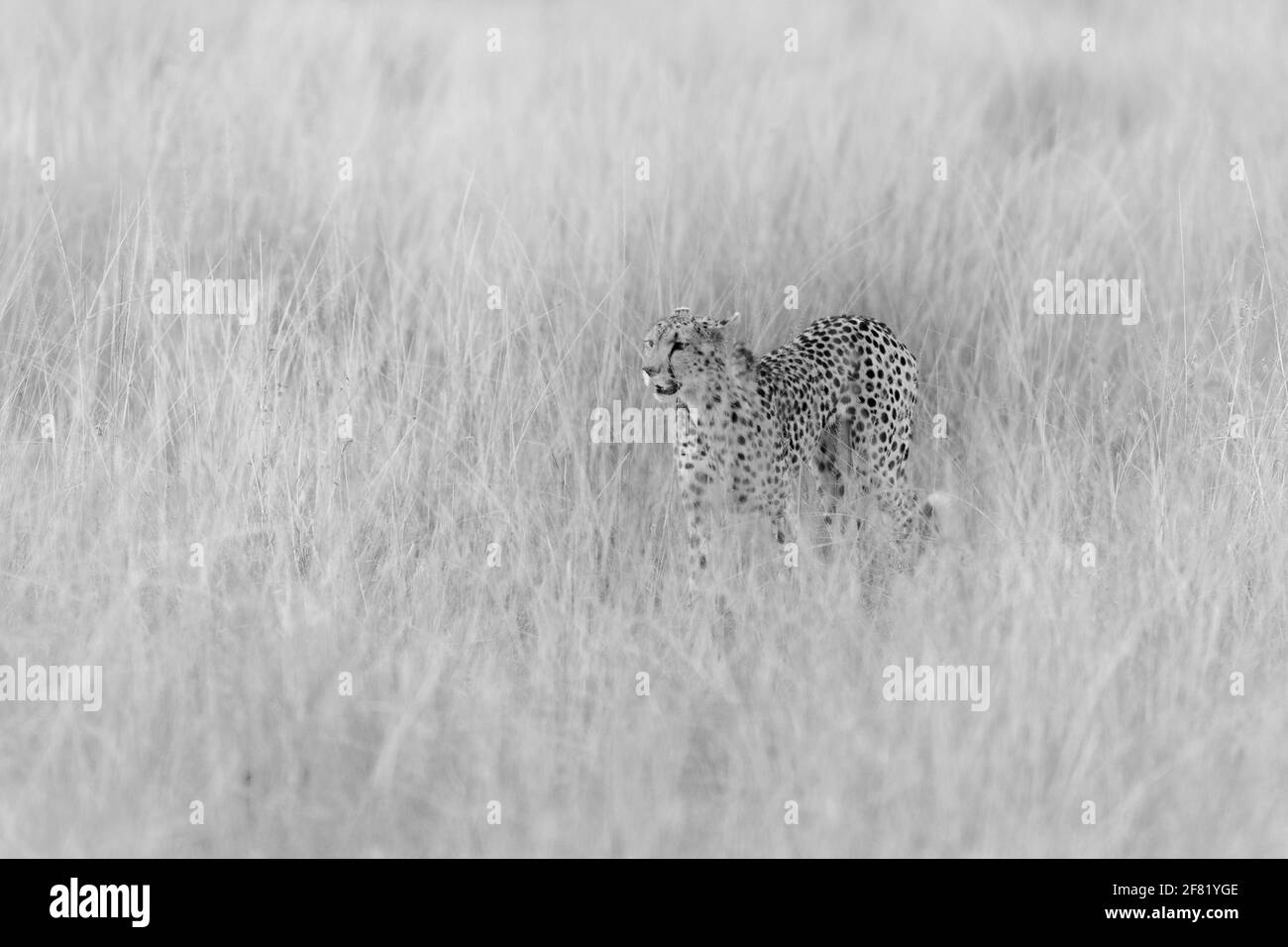 African savanna cheetah Black and White Stock Photos & Images - Alamy