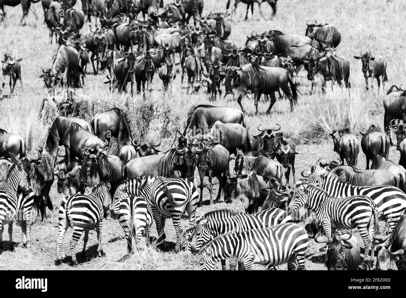 A group of wildebeest in the fields Stock Photo - Alamy