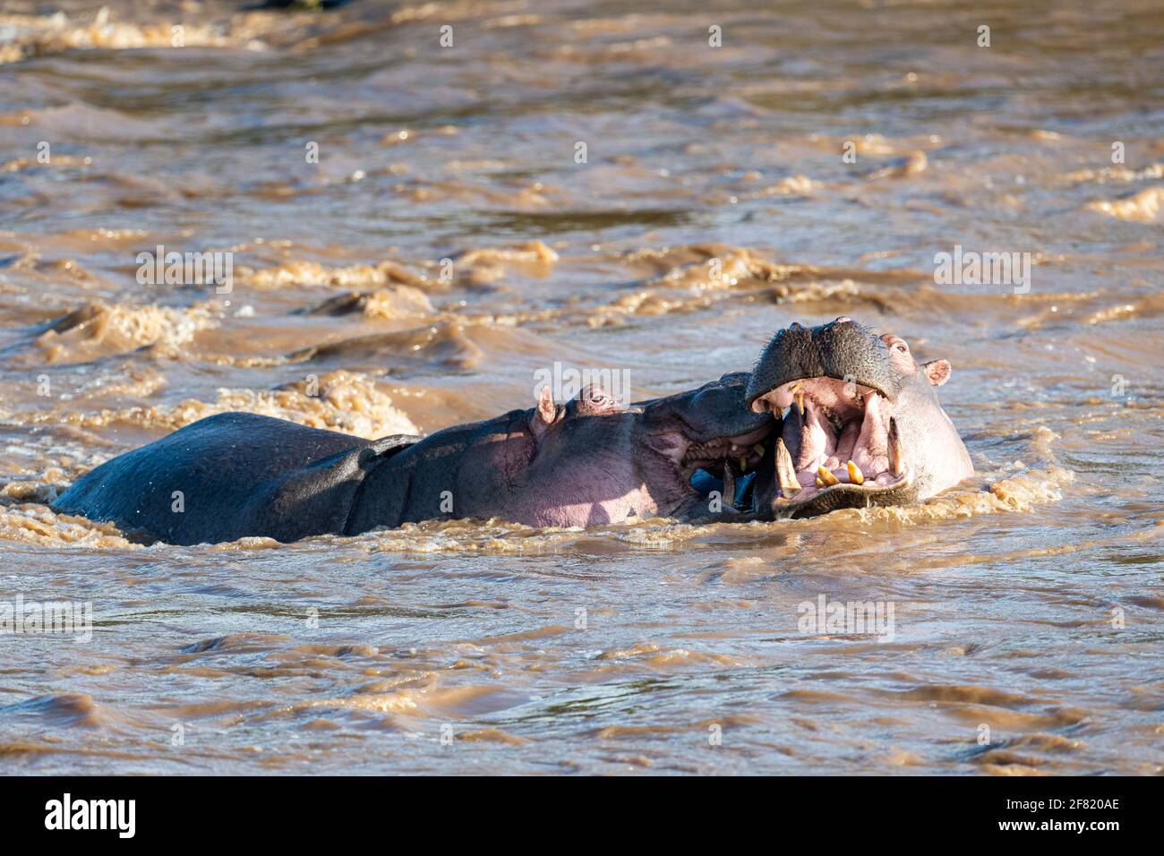 A closeup shot of two hippos in the sea Stock Photo - Alamy
