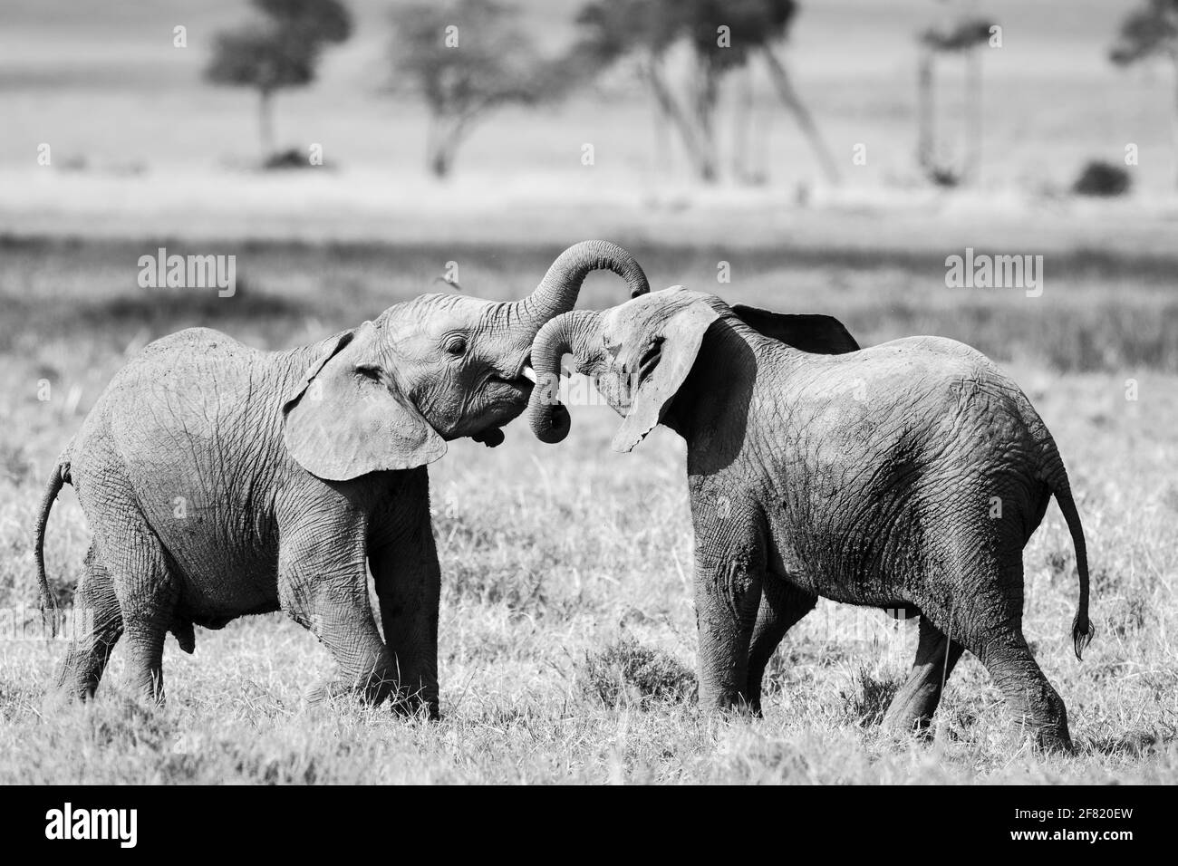 Two elephants elephant Black and White Stock Photos & Images - Alamy