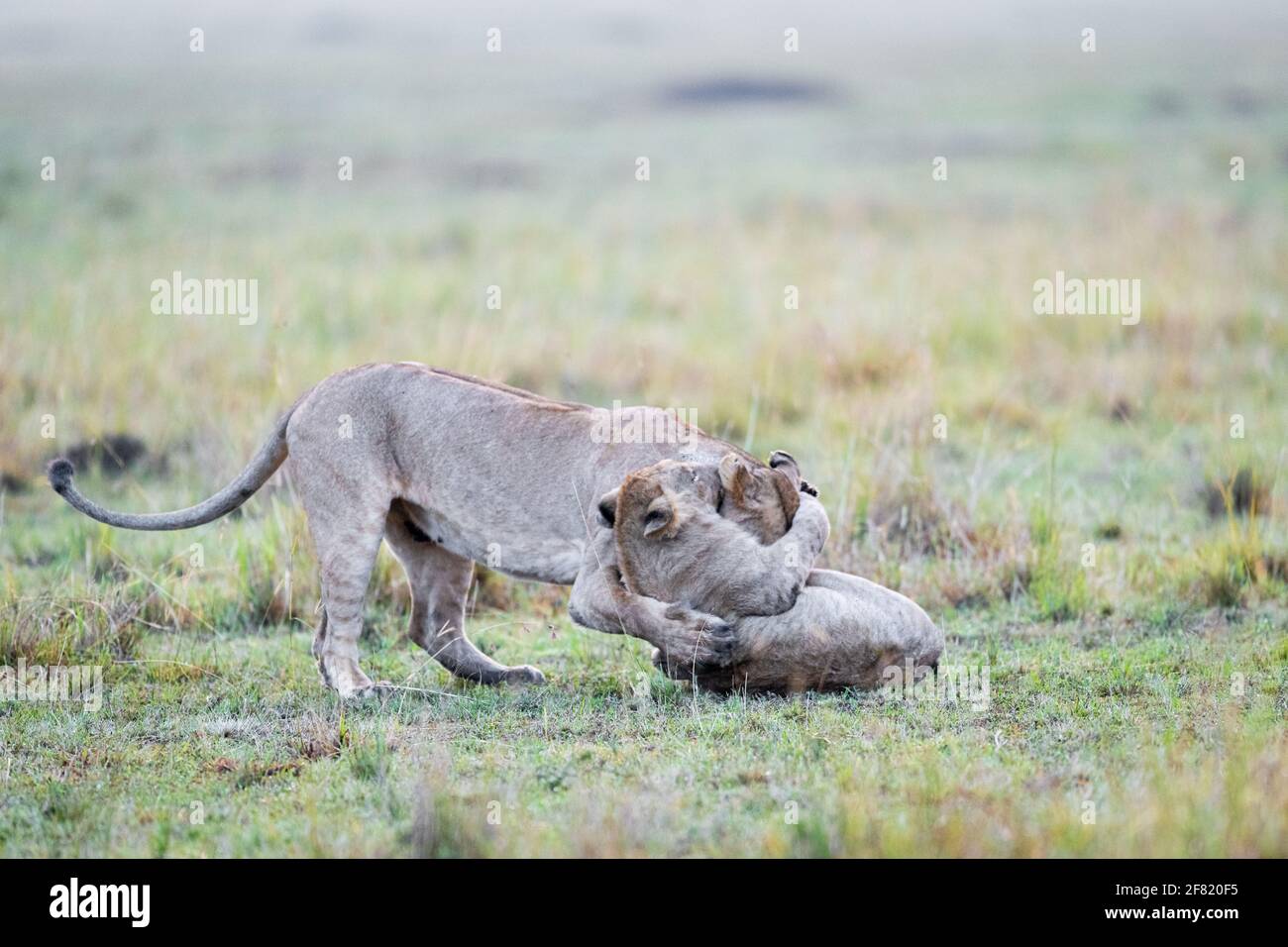Two lions fighting hi-res stock photography and images - Alamy
