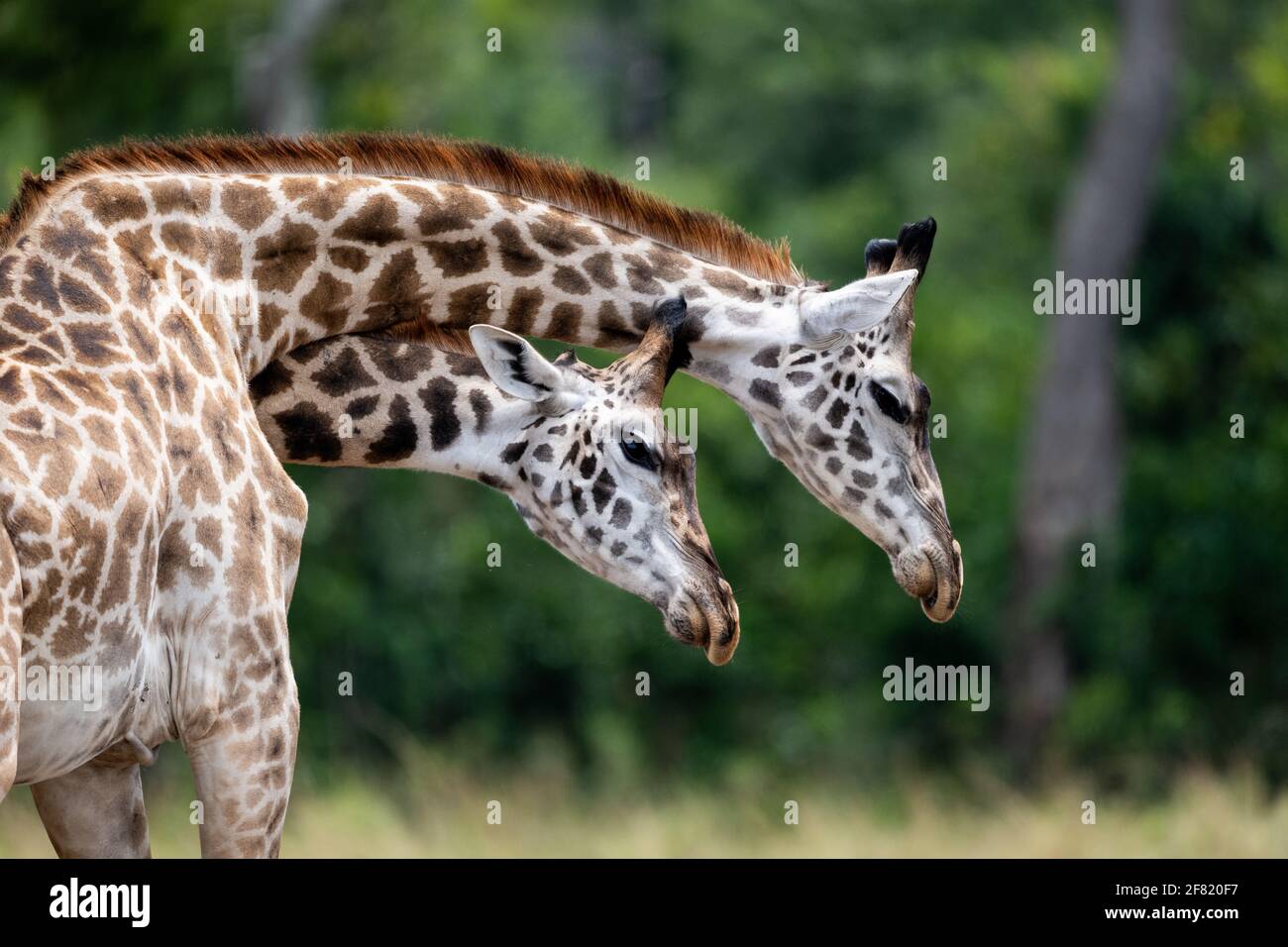 A closeup shot of two giraffes Stock Photo - Alamy