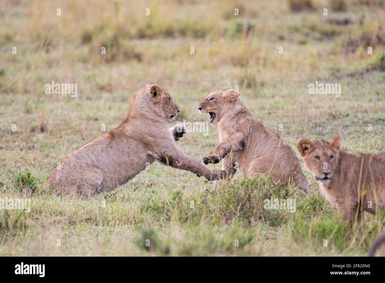 Two lions fighting hi-res stock photography and images - Alamy