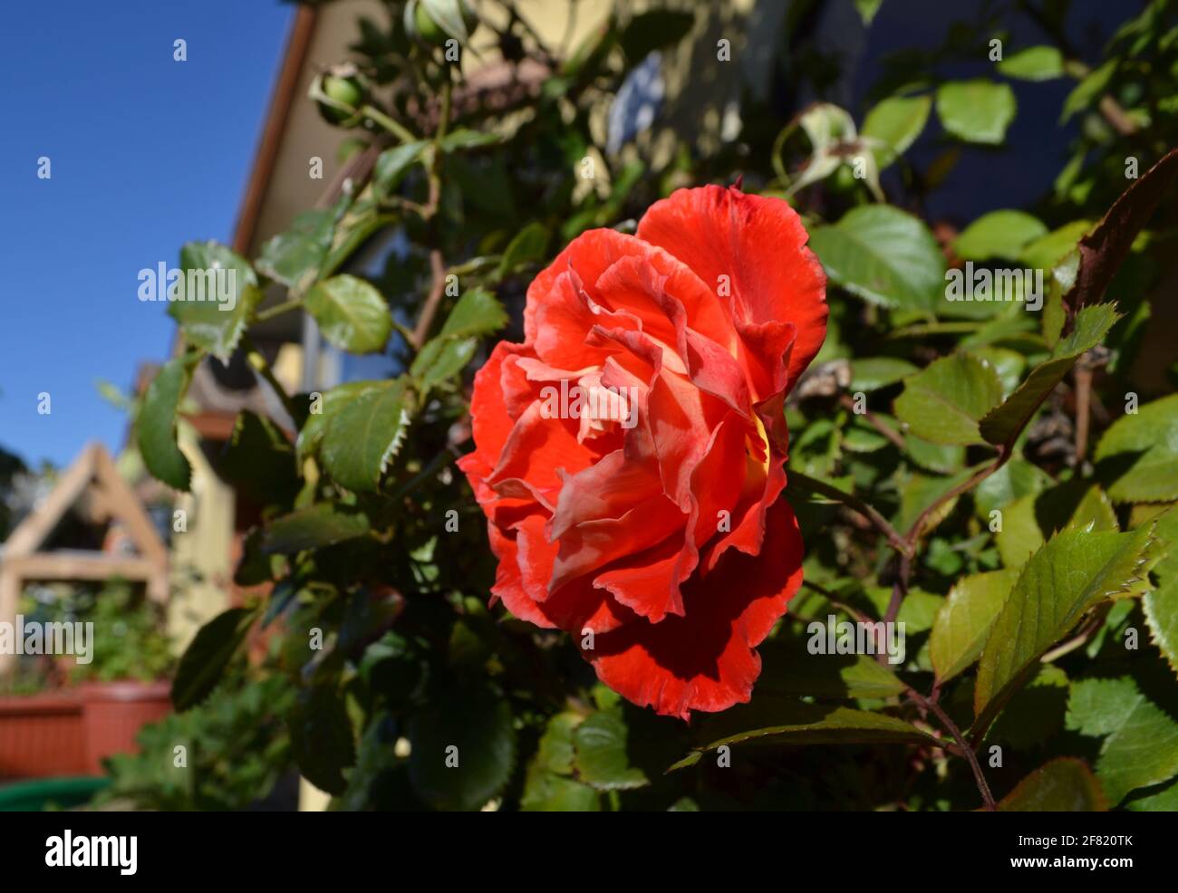 A bright red rose under the sunlight Stock Photo - Alamy
