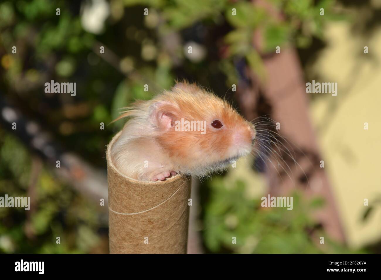 A closeup shot of an adorable golden hamster in a roll Stock Photo - Alamy