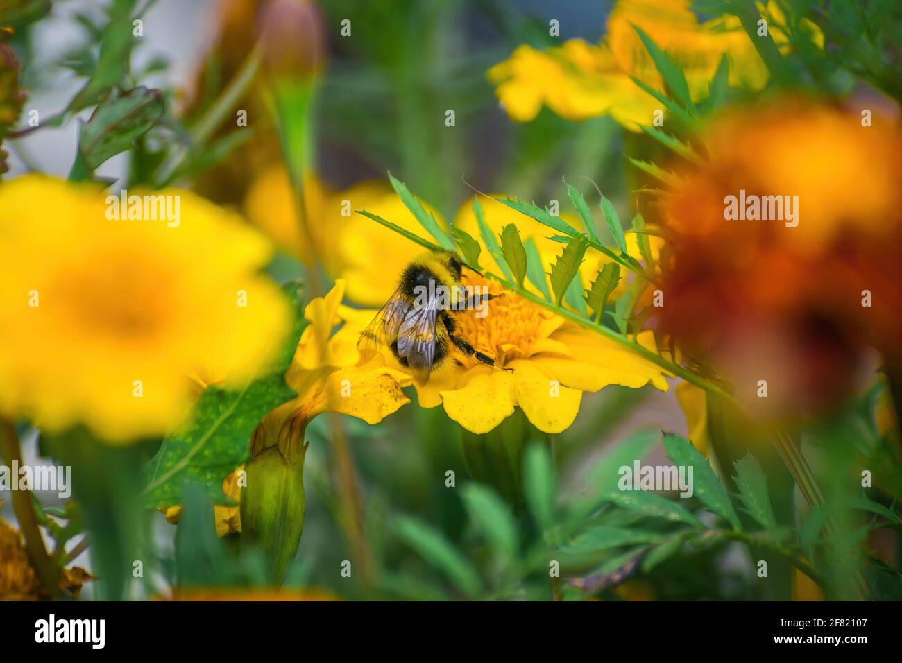 Bee collects flower nectar of marigold on a spring day Stock Photo - Alamy