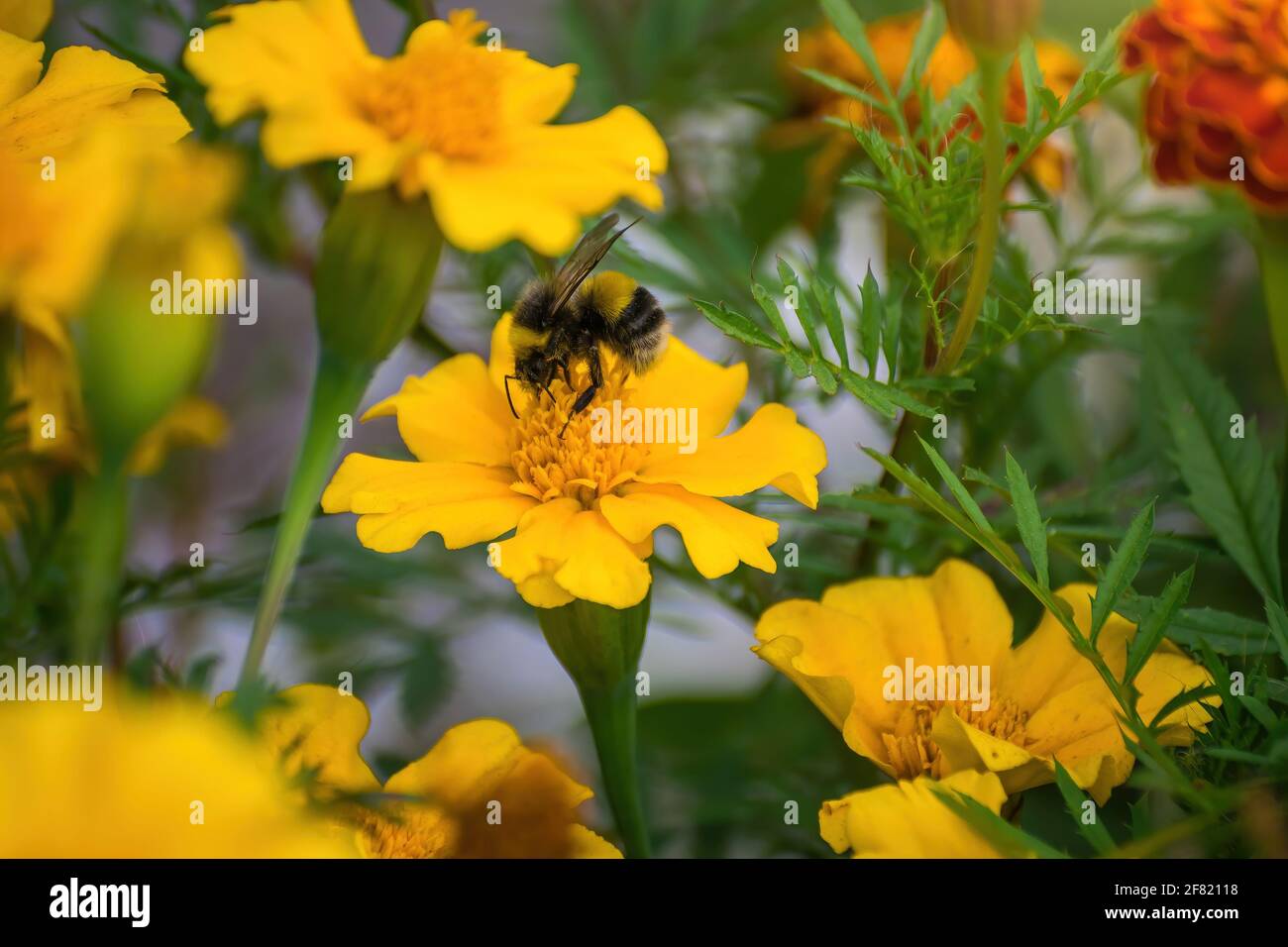 Bee collects flower nectar of marigold on a spring day Stock Photo - Alamy