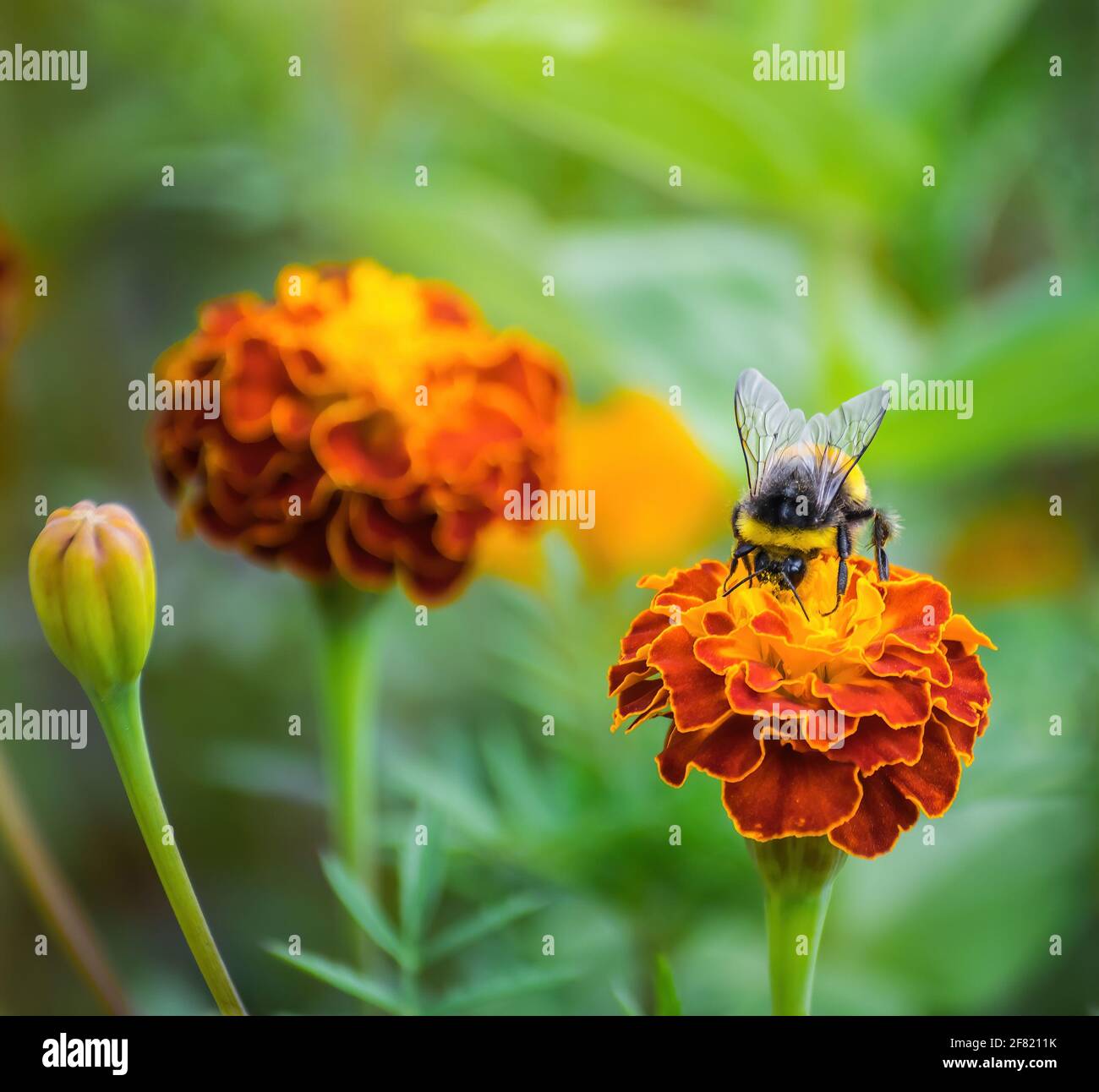 Bee collects flower nectar of marigold on a spring day Stock Photo - Alamy