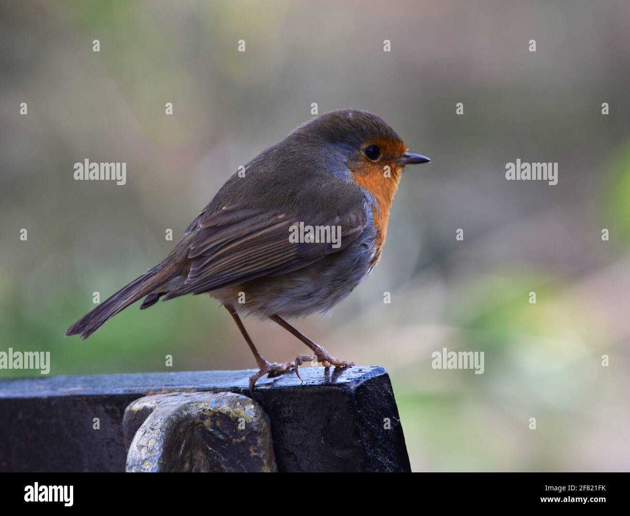 Isolated robin on park bench with bokeh background Stock Photo - Alamy