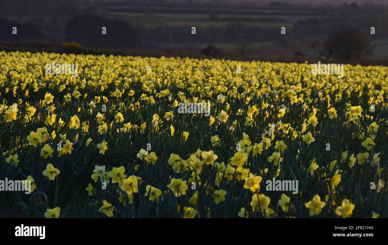 Field of golden cornish Daffodils in the spring sunset light Stock ...