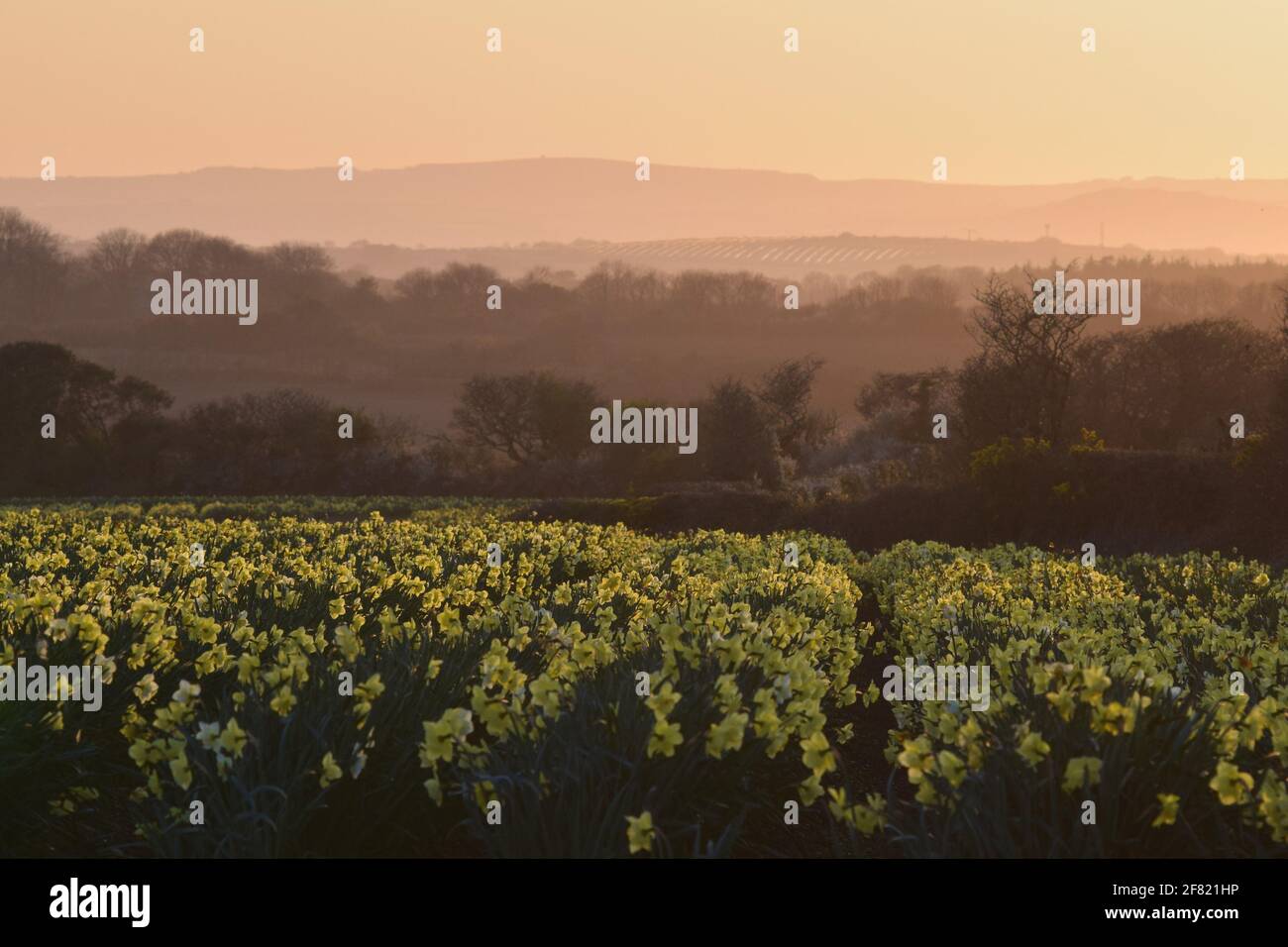 Cornish daffodils hi-res stock photography and images - Alamy