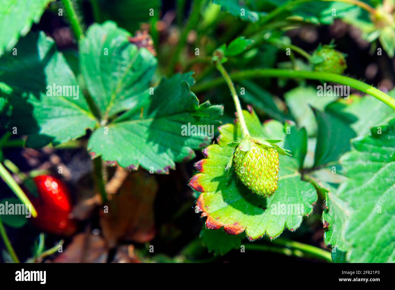 Unripe strawberry , green growing berry Stock Photo - Alamy