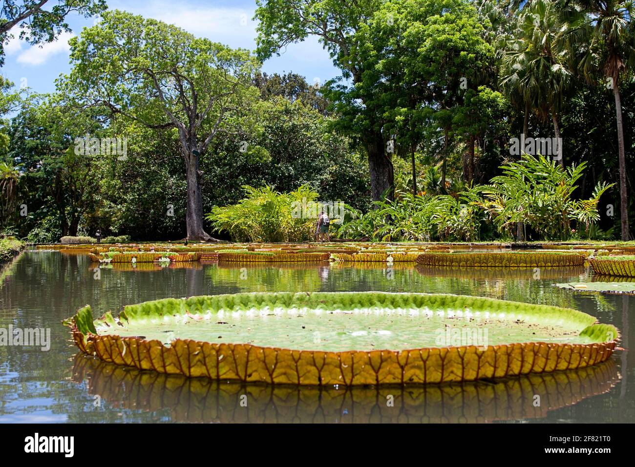 Giant water lily amazon basin hi-res stock photography and images - Alamy