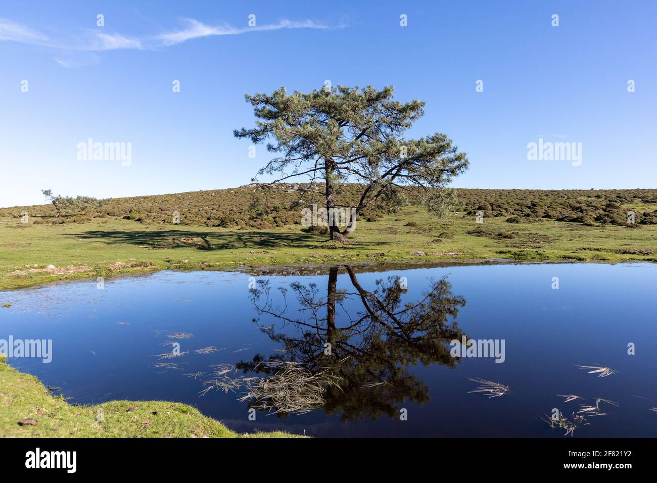A lone tree in an empty green field with its reflection showing in a ...