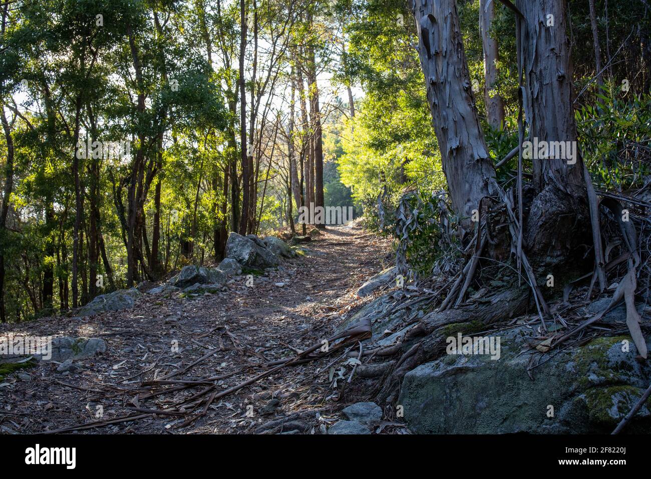 A curving pathway on a hill with thick trees, rocks, and overgrown ...