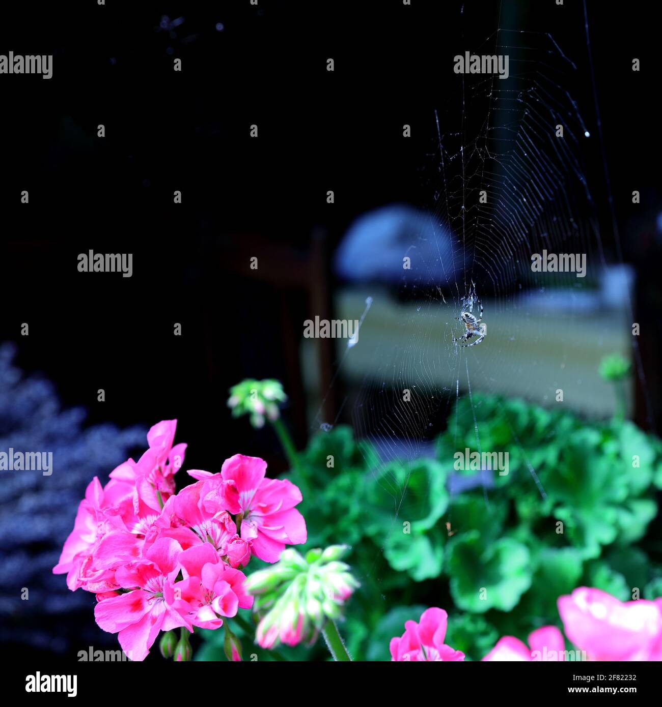 Entwining hi-res stock photography and images - Alamy