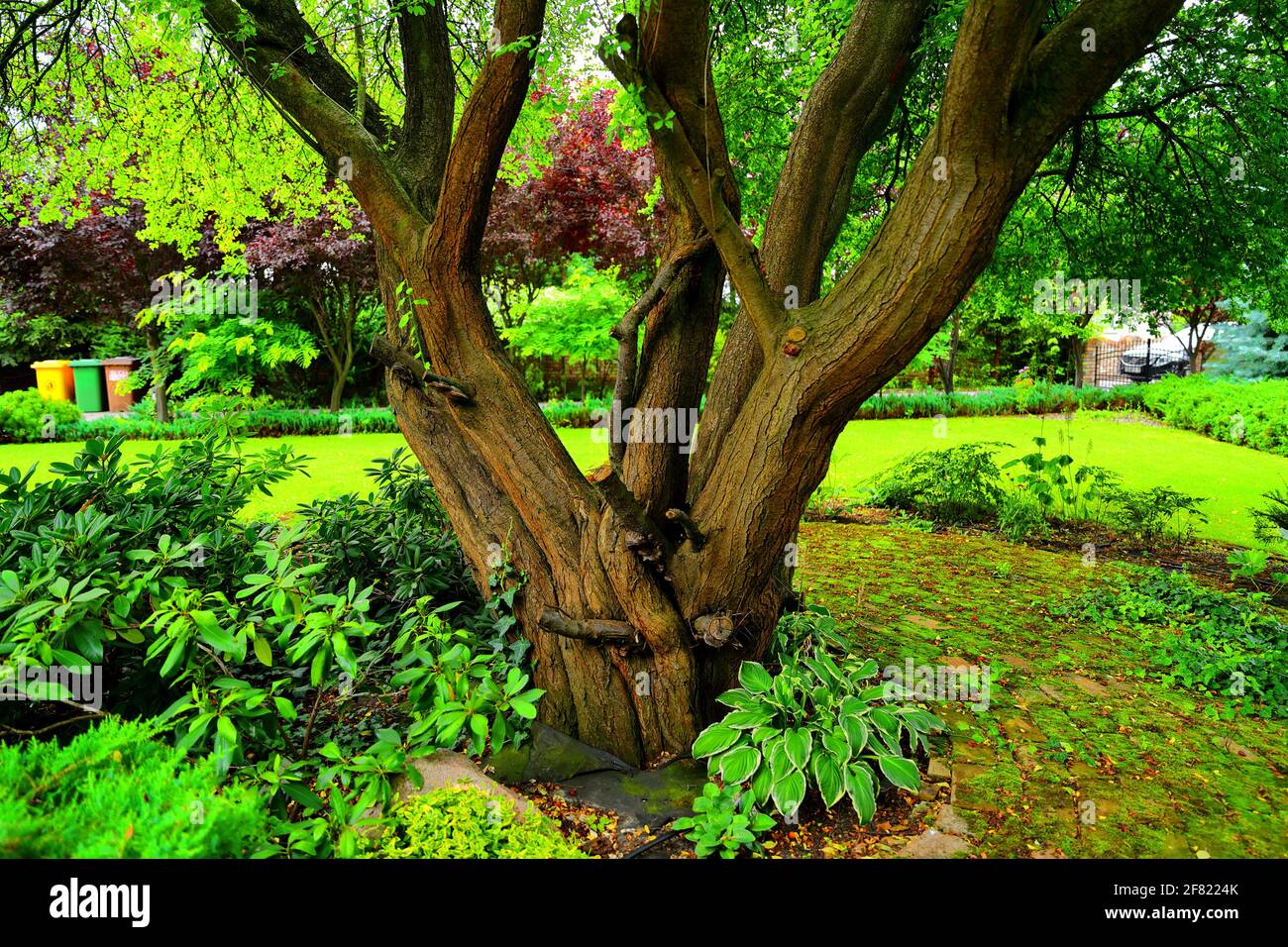 Exotic tree growing in a botanical garden Stock Photo - Alamy