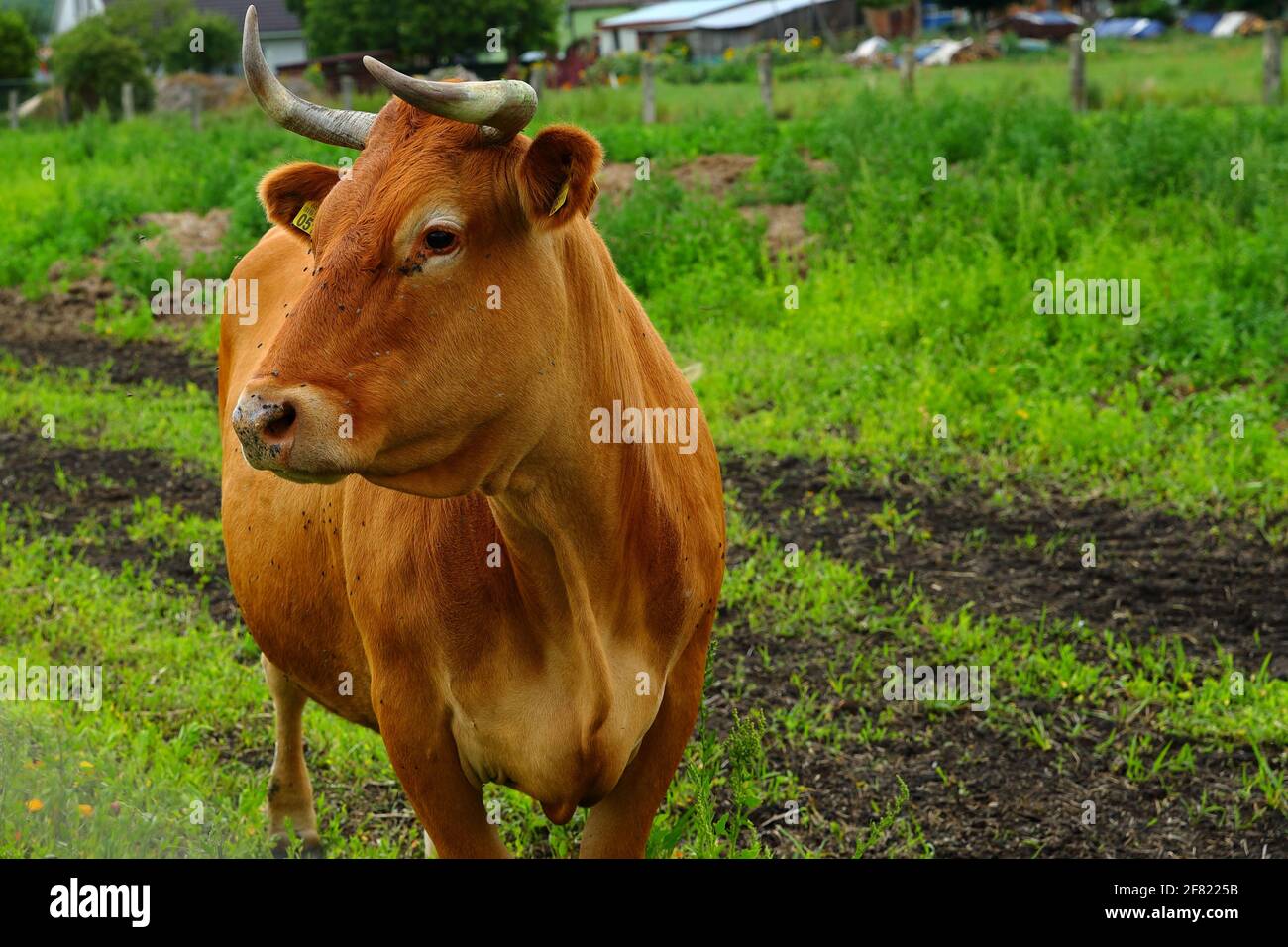 Limousine cow grazing on an organic farm Stock Photo - Alamy