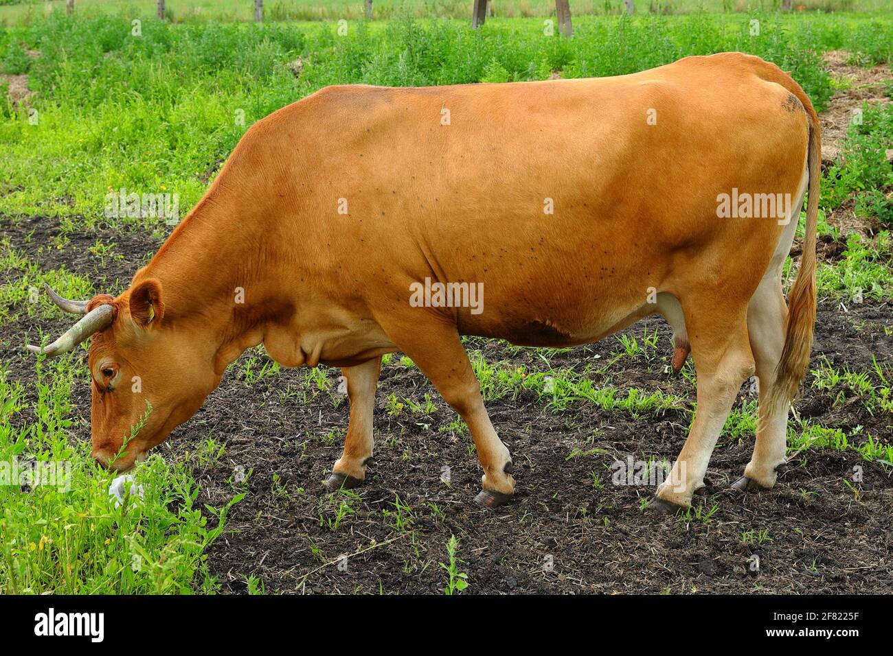 Limousine cow grazing on an organic farm Stock Photo - Alamy