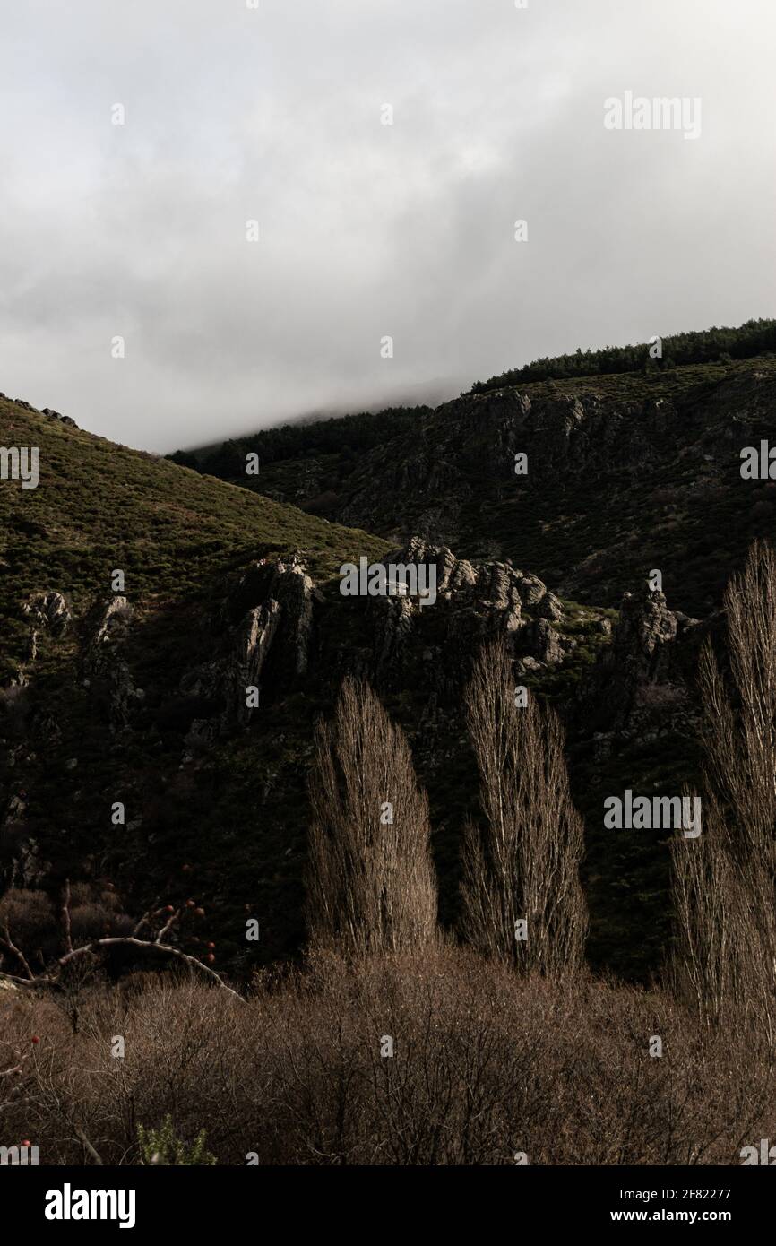 An eerie scenery of trees on a misty mountain - vertical shot Stock ...