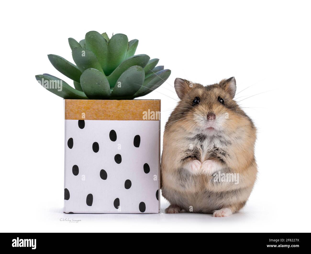 Cute hamster standing beside little green succulent plant in paper ...
