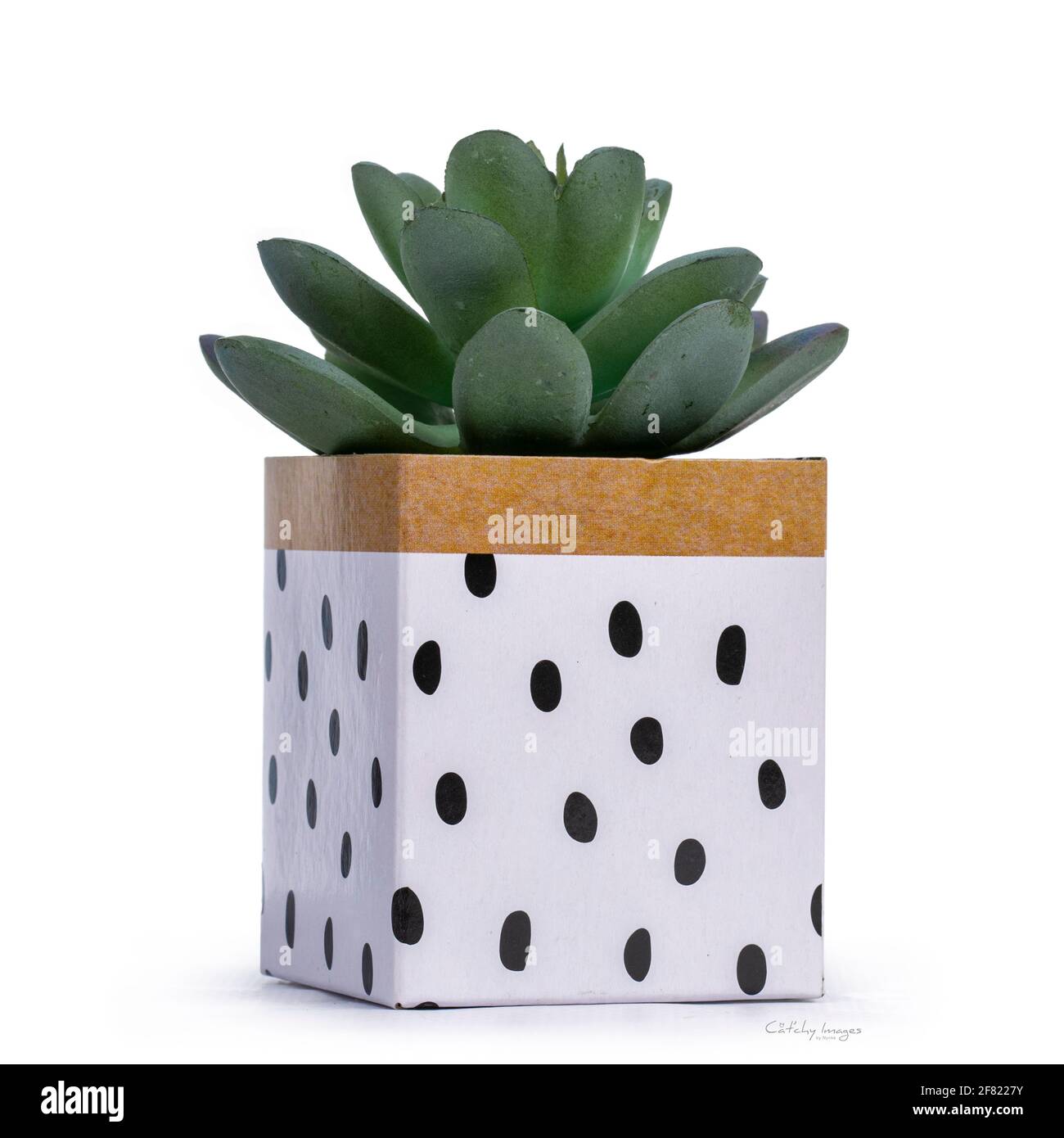 Little green succulent plant in paper decorated box. Isolated on a ...