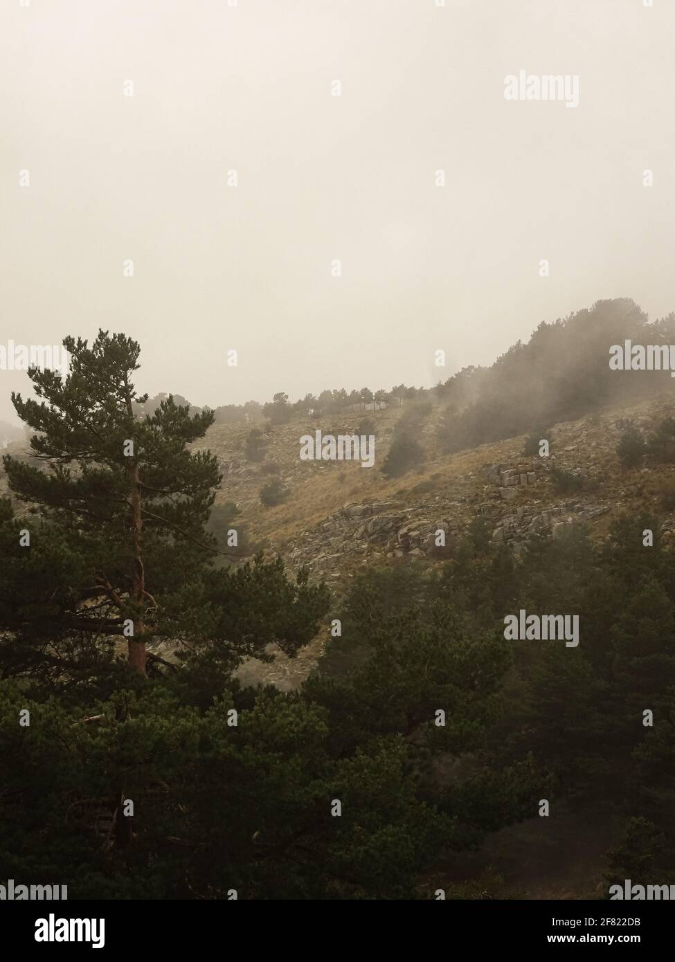 An eerie scenery of trees on a misty mountain - vertical shot Stock ...
