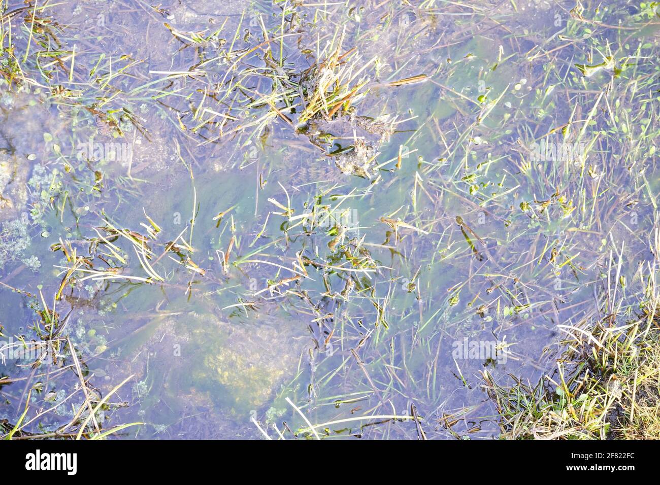Top view spikelets in hi-res stock photography and images - Alamy