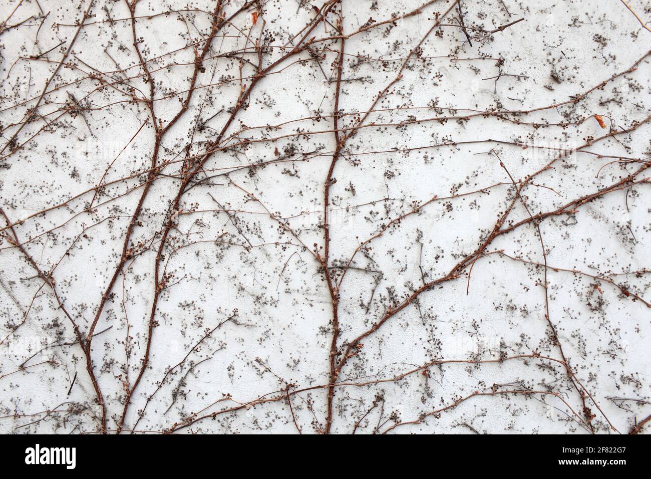 The twigs on a white wall background Stock Photo - Alamy