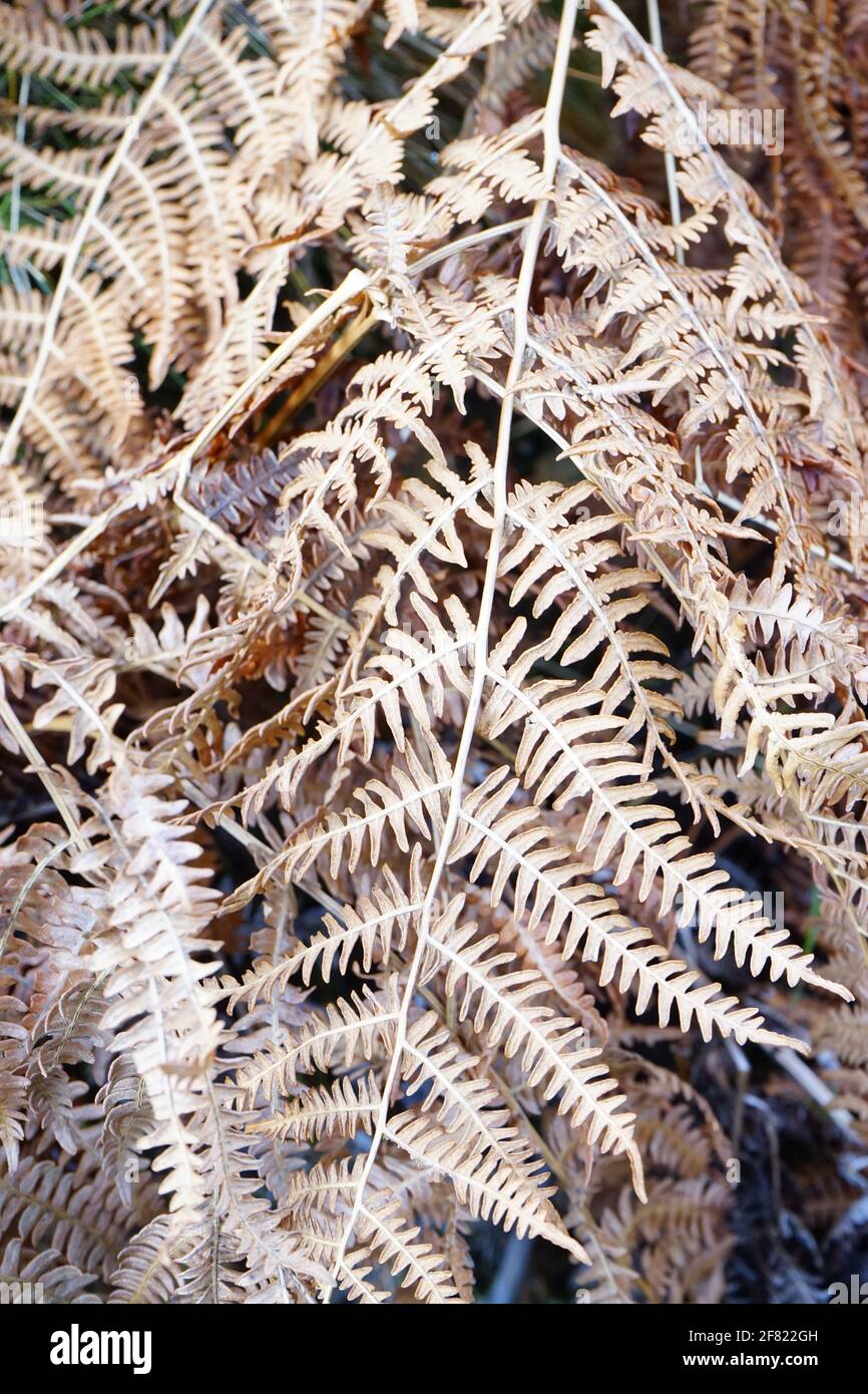 A vertical shot of dry autumn ferns Stock Photo - Alamy