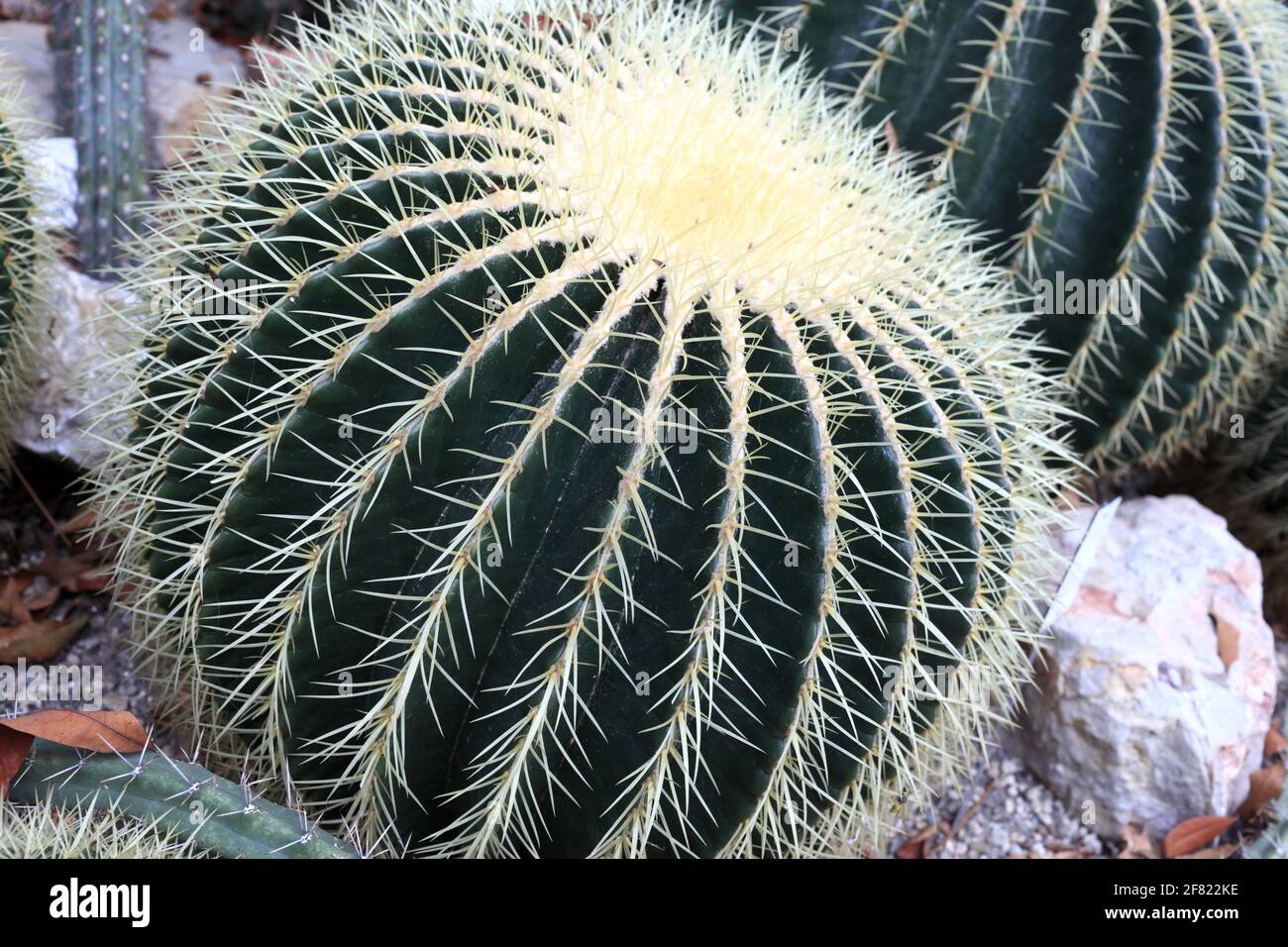 View of golden barrel cactus in a garden Stock Photo - Alamy