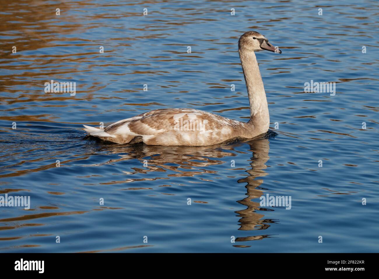 Backwell lake hi-res stock photography and images - Alamy