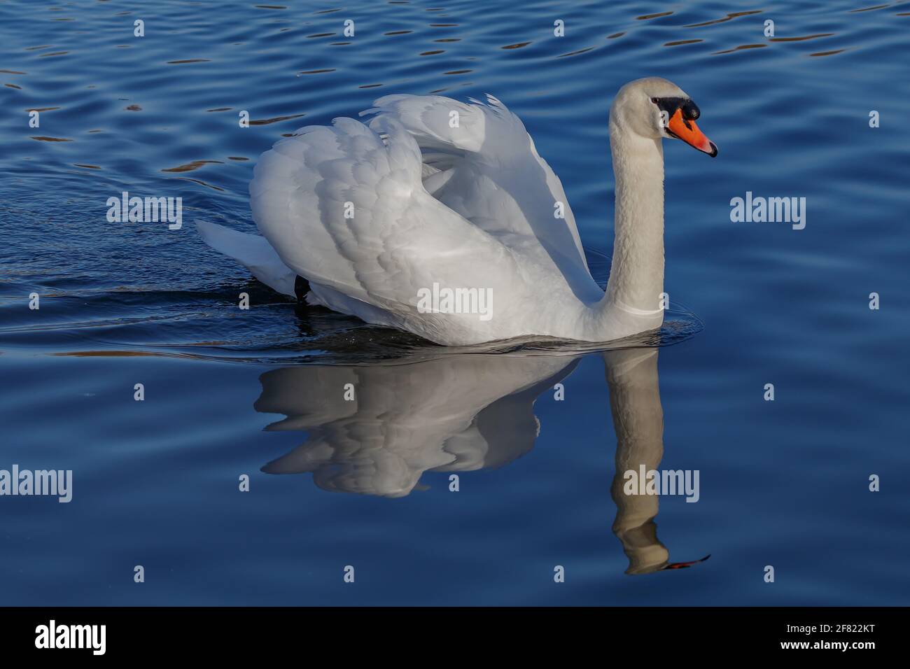 Backwell lake hi-res stock photography and images - Alamy