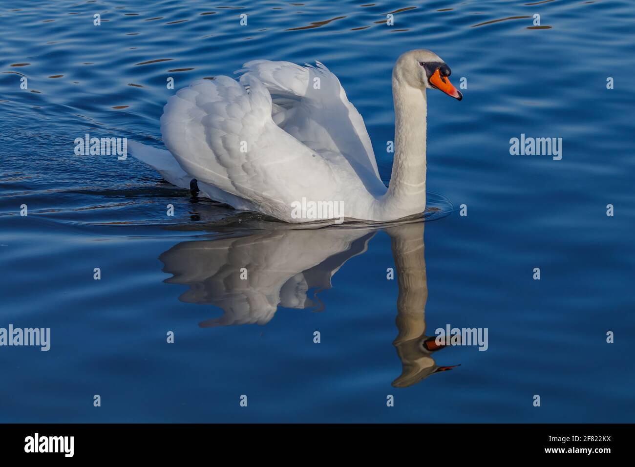 Backwell lake hi-res stock photography and images - Alamy