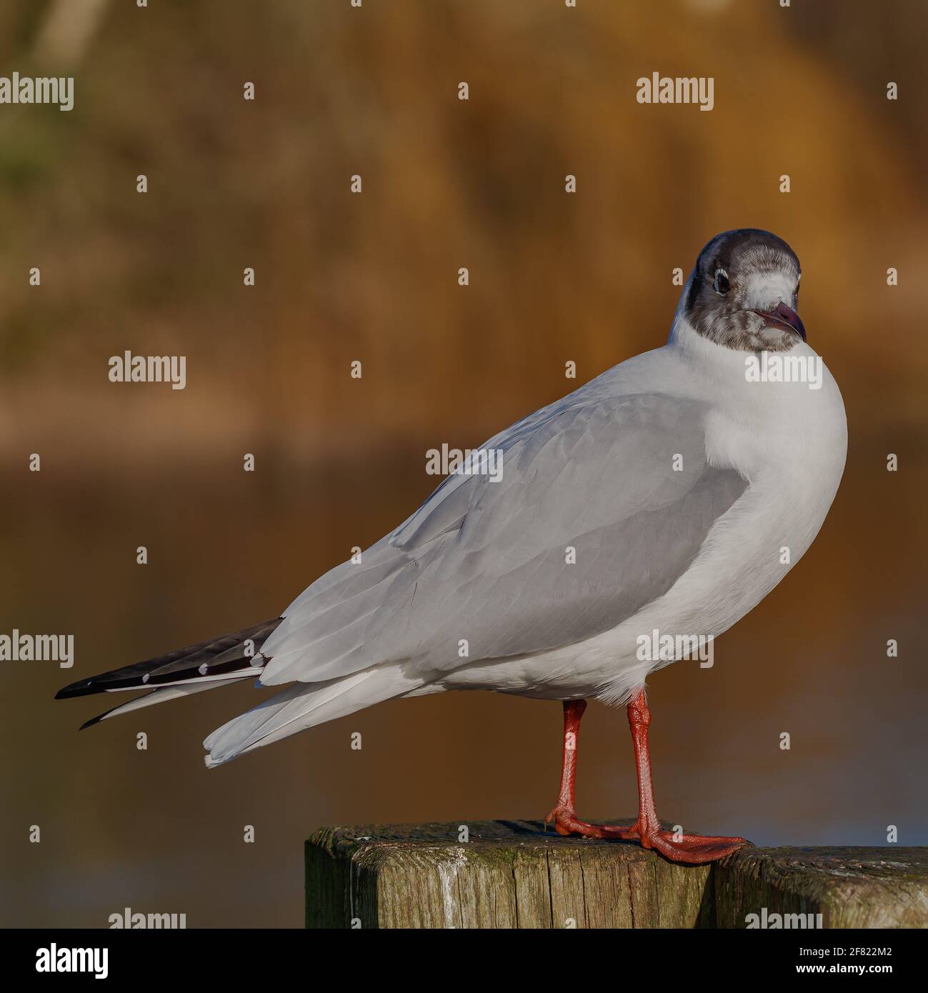 Taken Backwell Lake Nature Reserve Stock Photo - Alamy