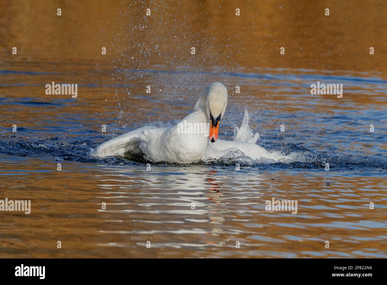 Swan having a splash Stock Photo - Alamy