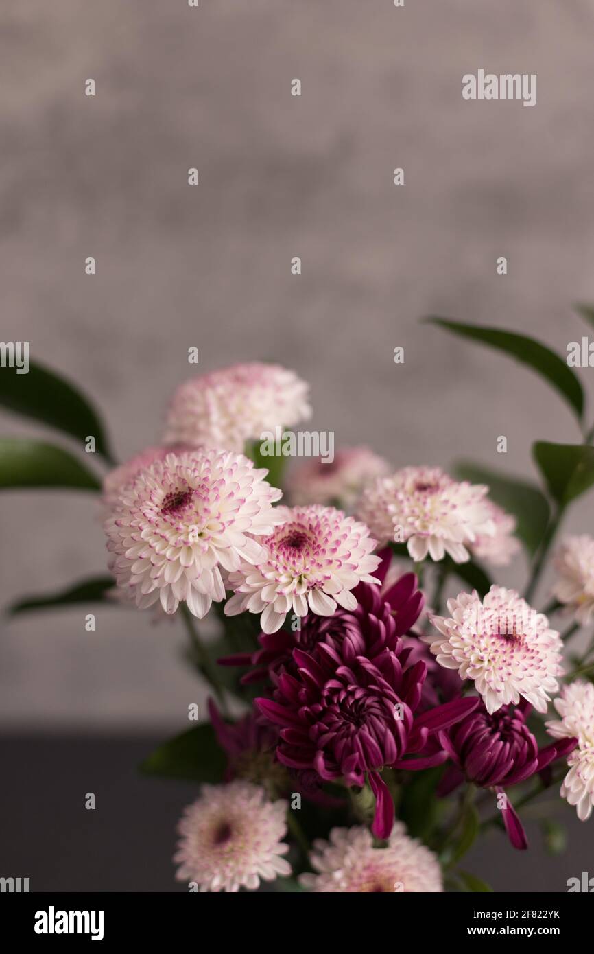 Dahlia grey hi-res stock photography and images - Alamy