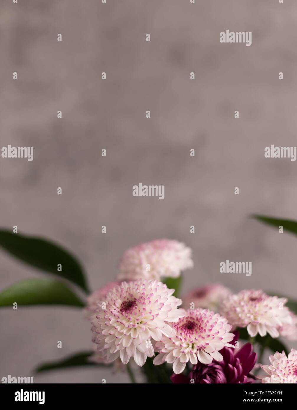 Dahlia grey hi-res stock photography and images - Alamy