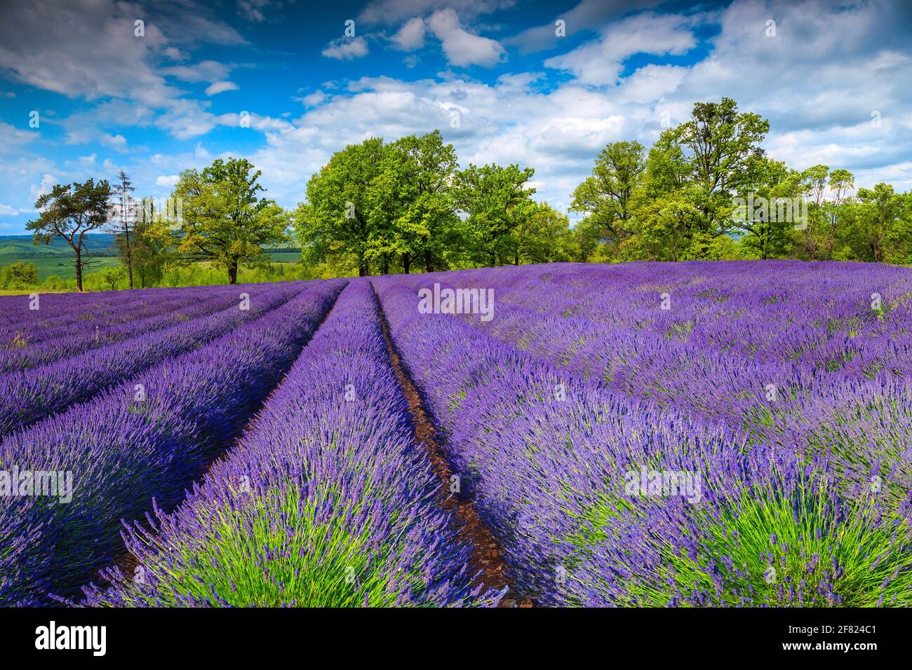 Lavender flowers on plantation hi-res stock photography and images - Alamy