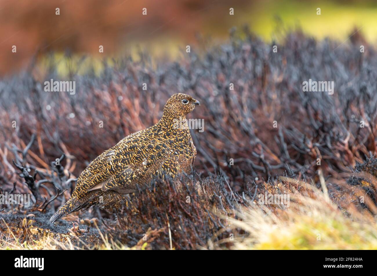 Yorkshire grouse shoot hi-res stock photography and images - Alamy