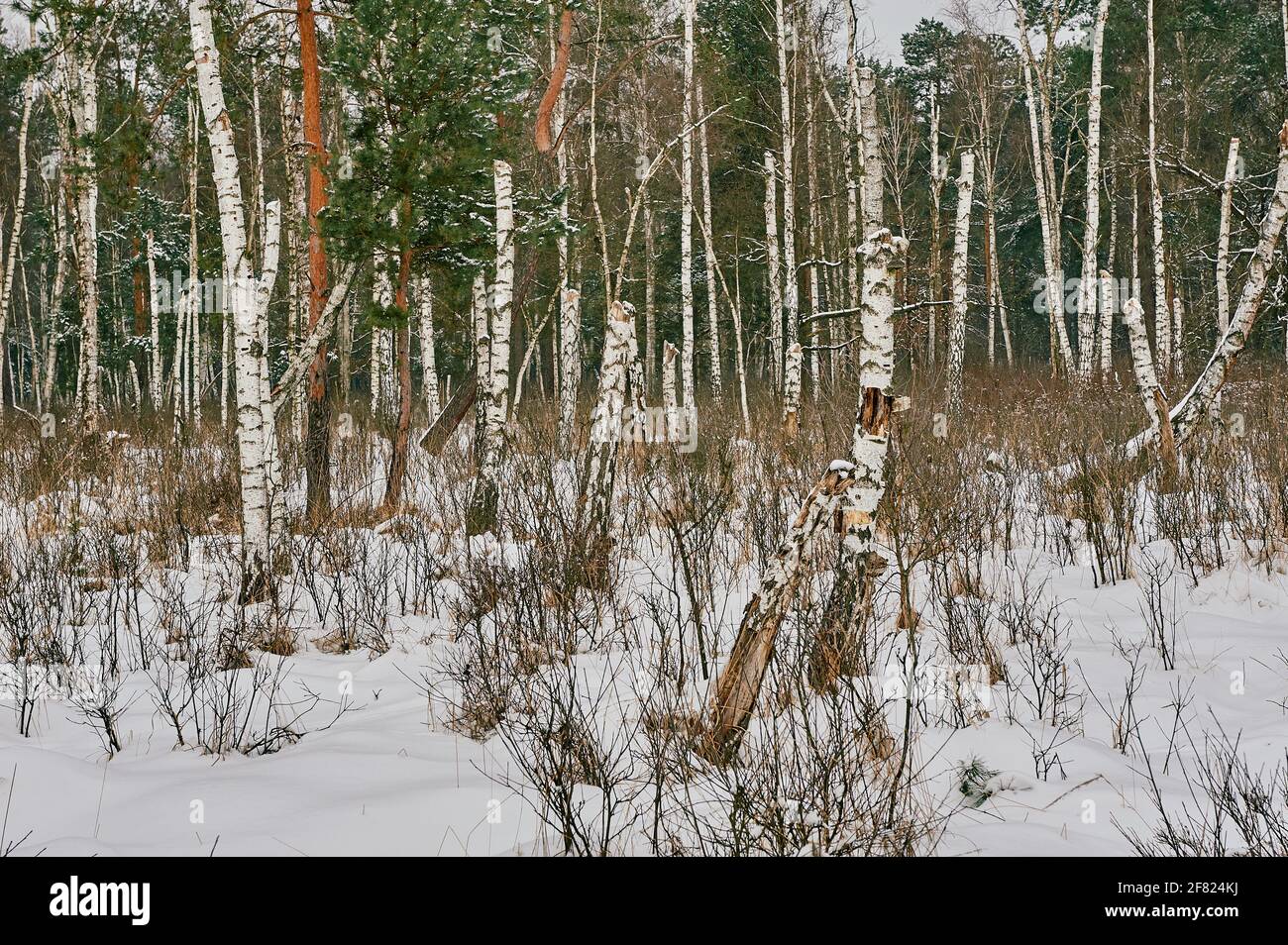 Birch with pine trees in the background and snow covering the ground ...