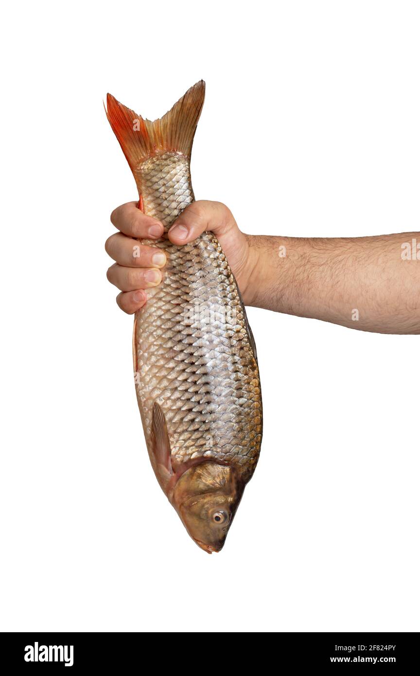 Male hand holds big fresh raw fish isolated on white background Stock ...