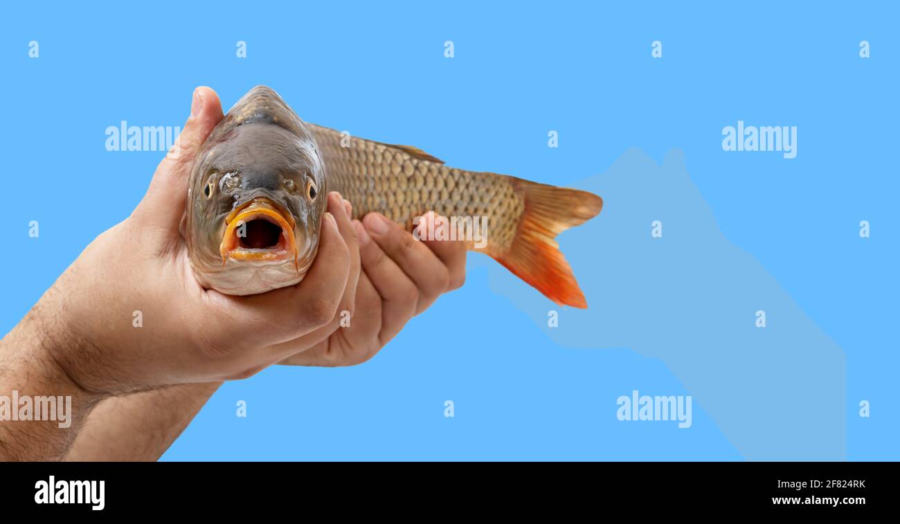Male hands are holding raw fish isolated on blue background with copy ...