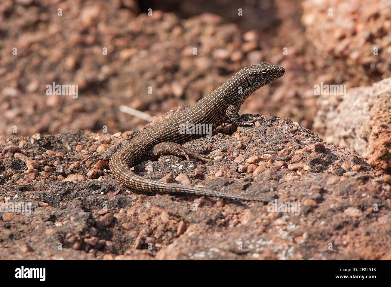 A young rock monitor Stock Photo - Alamy