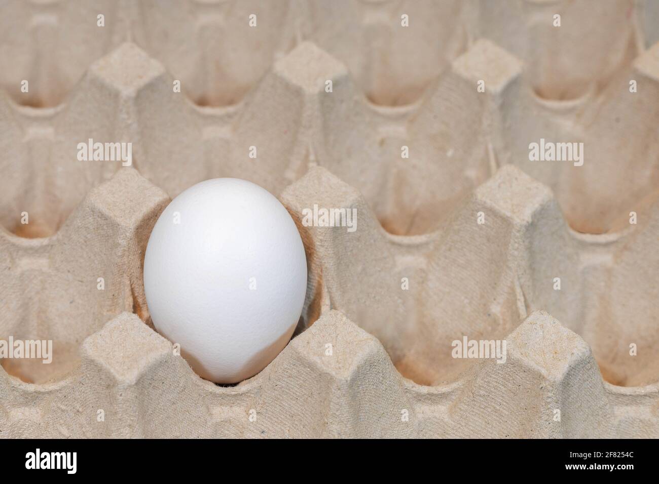 insulated chicken egg white in an egg cup or carton insulated concept ...